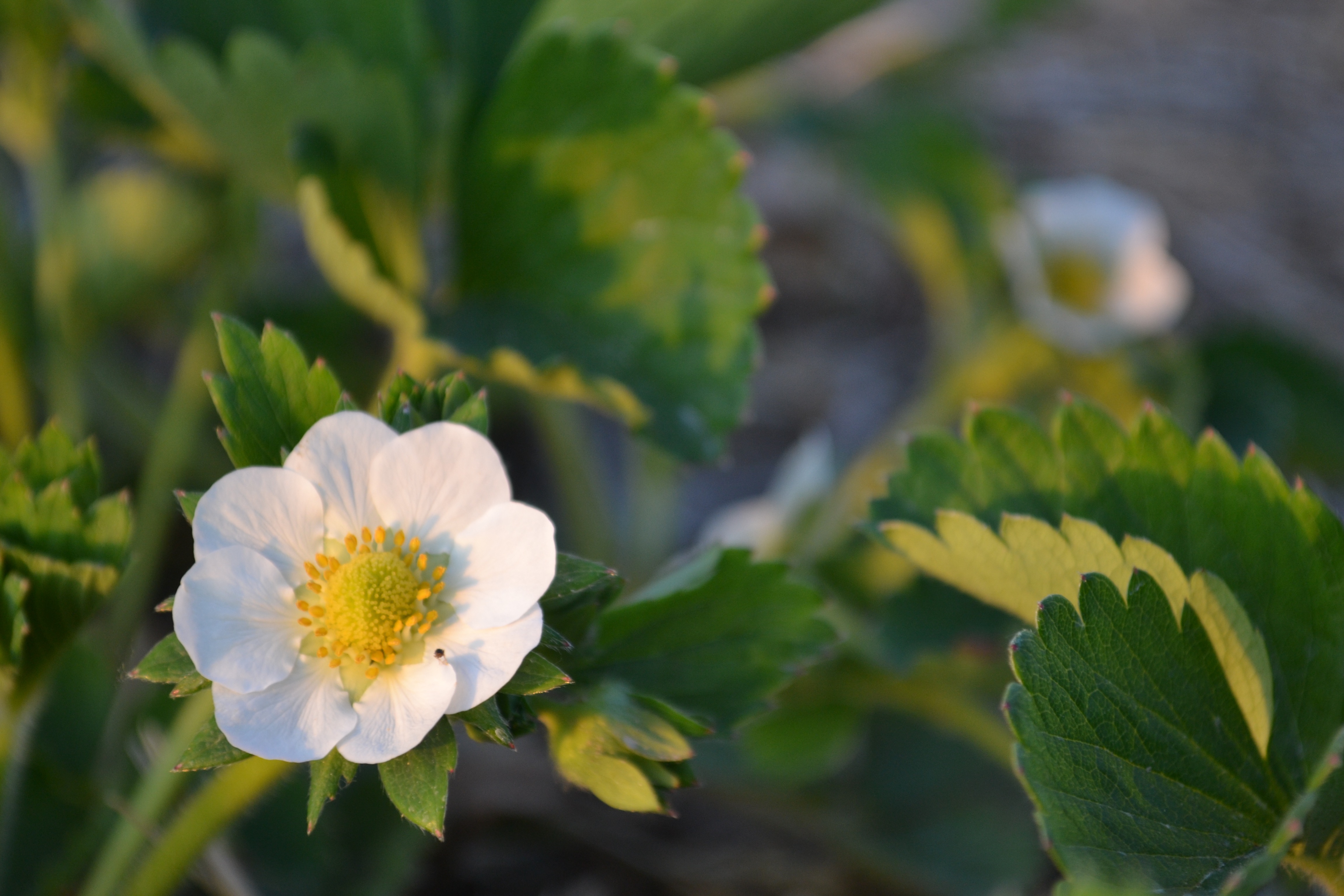 About Us – Rod's Berry Farm