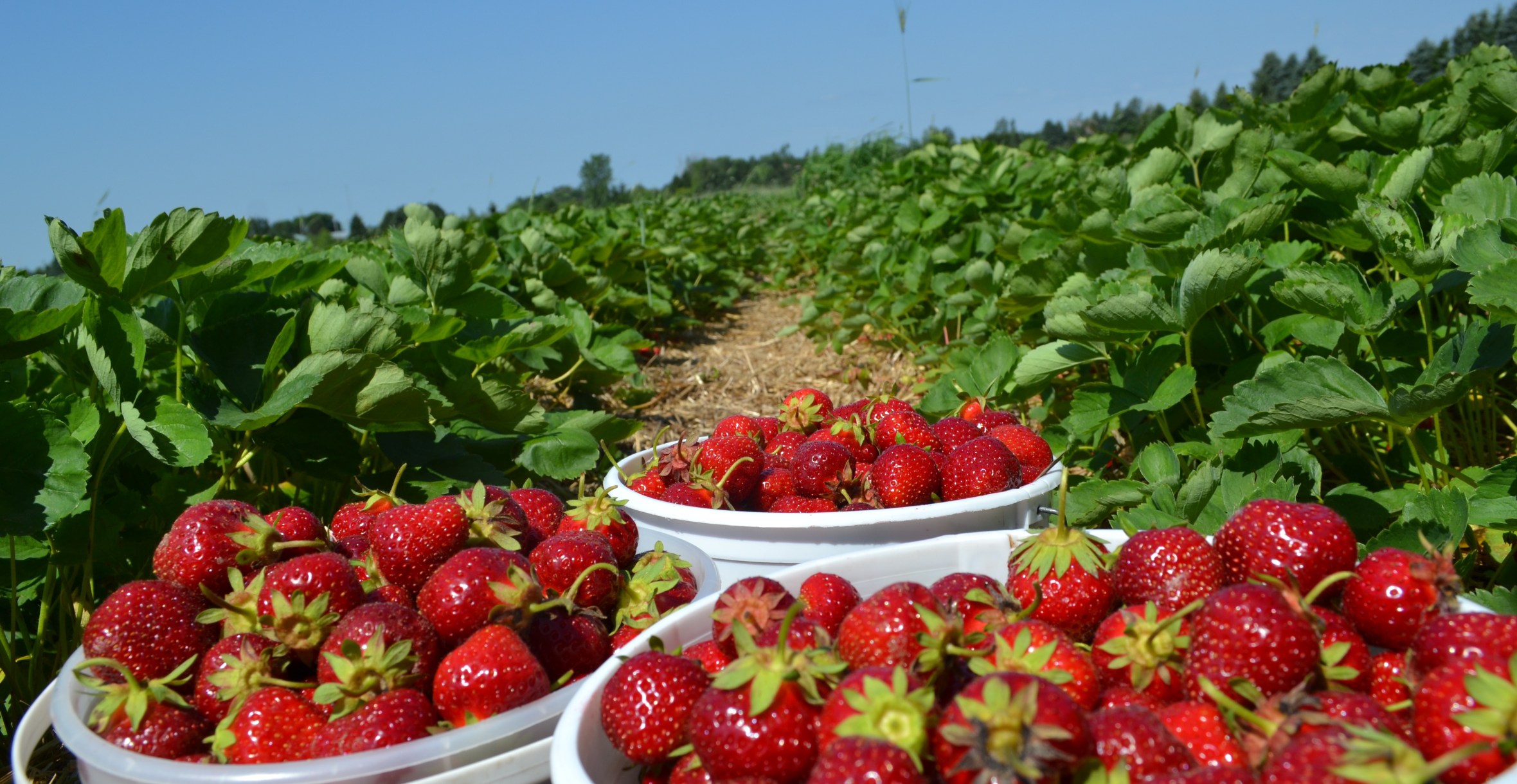 Rod's Berry Farm – Family owned strawberry farm since 1981.