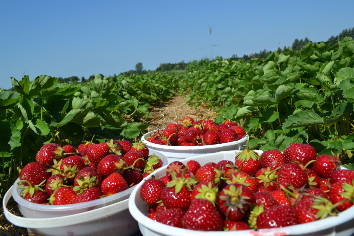 Rod's Berry Farm – Family owned strawberry farm since 1981.
