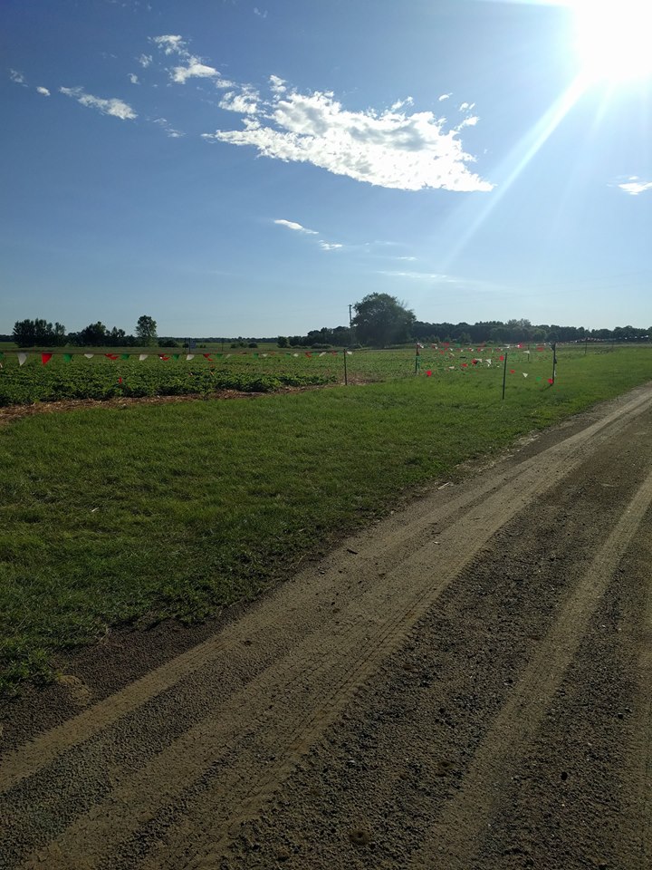 Pictures – Rod's Berry Farm