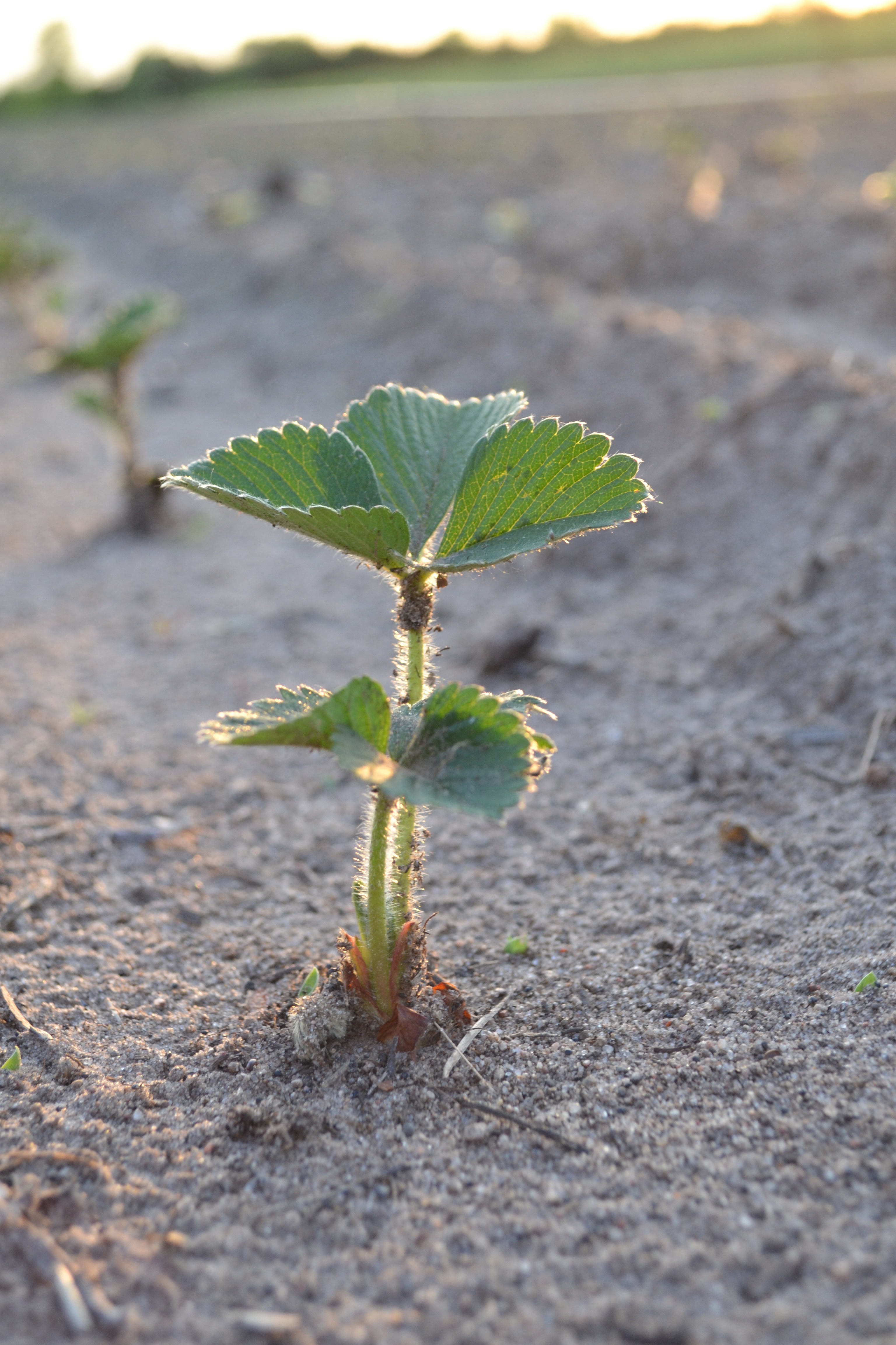 Pictures – Rod's Berry Farm