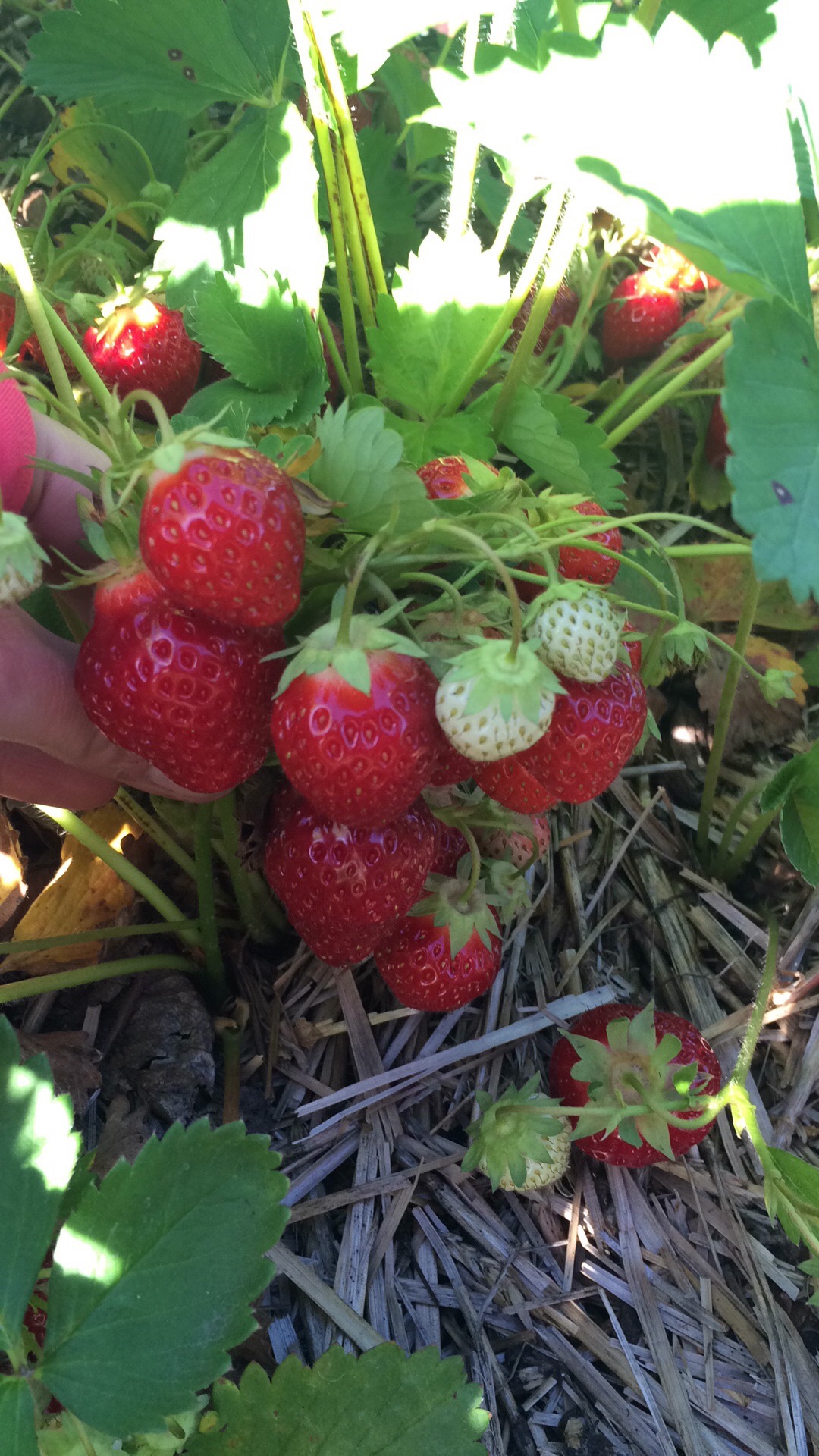 Pictures – Rod's Berry Farm